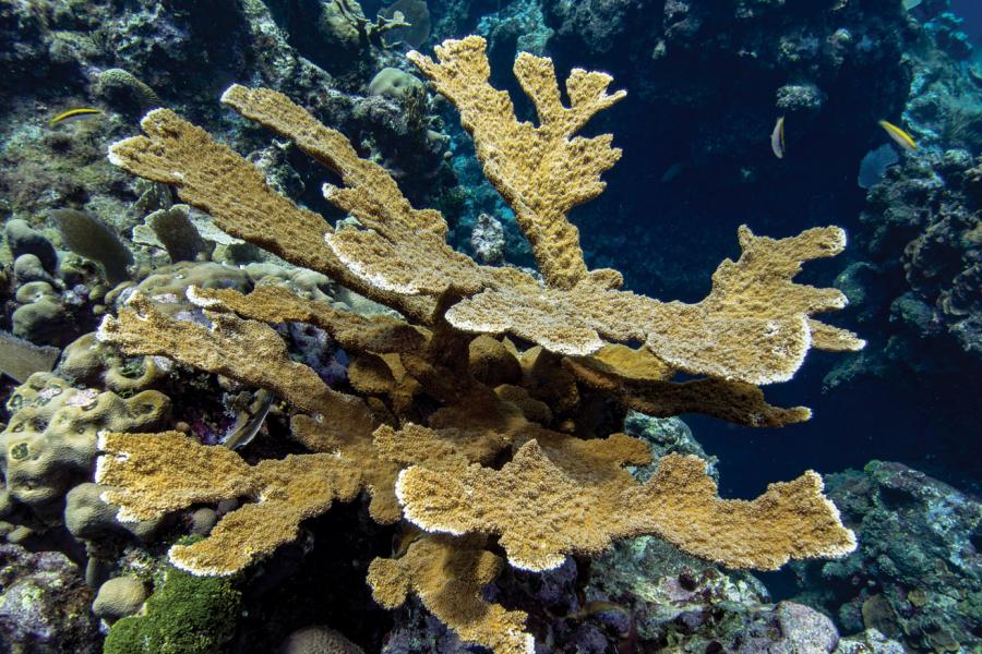 Acropora Species List