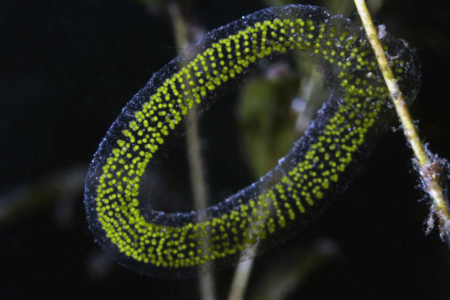 Scuba Diving with Ontario’s Freshwater Bugs and Beasts | Scuba Diving