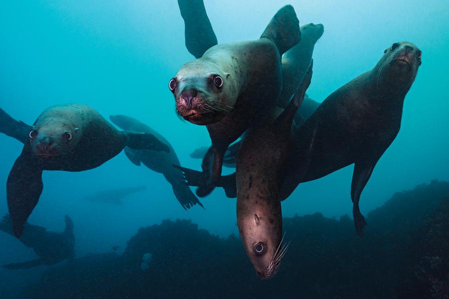 Scuba Diving The Pacific Northwest | Scuba Diving