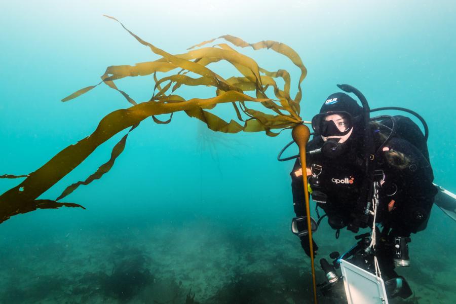 Where to Scuba Dive in Northern California | Scuba Diving