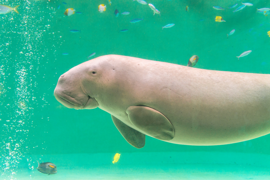 Dugongs Declared Functionally Extinct in China | Scuba Diving