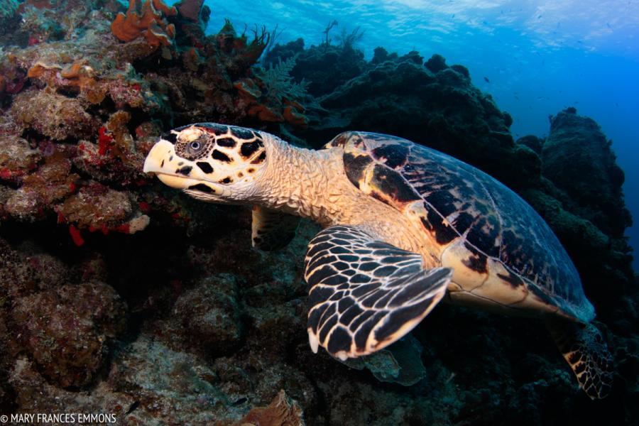 Sneak Peek: Backscatter Wide-Angle Photography Boot Camp | Scuba Diving