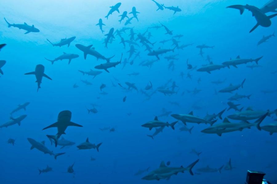 French Polynesia's Passage Dives Deliver the Adrenalin | Scuba Diving