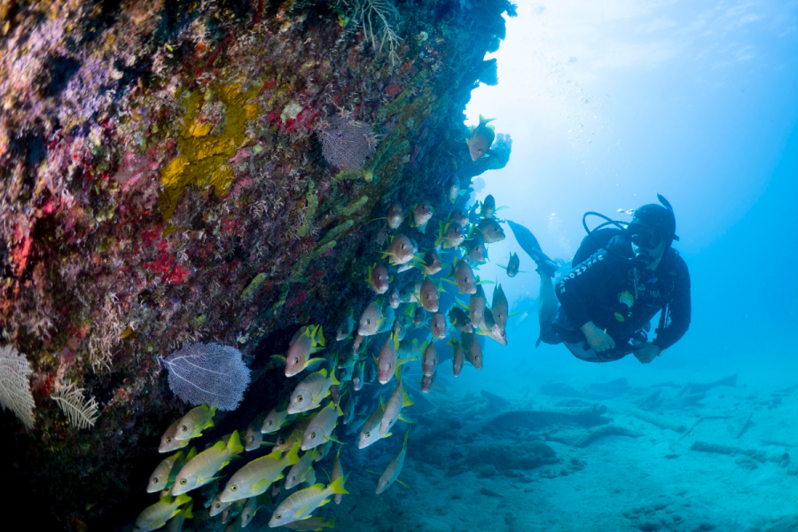 The Wreck of the Benwood is a Joy for New Divers to Explore | Scuba Diving