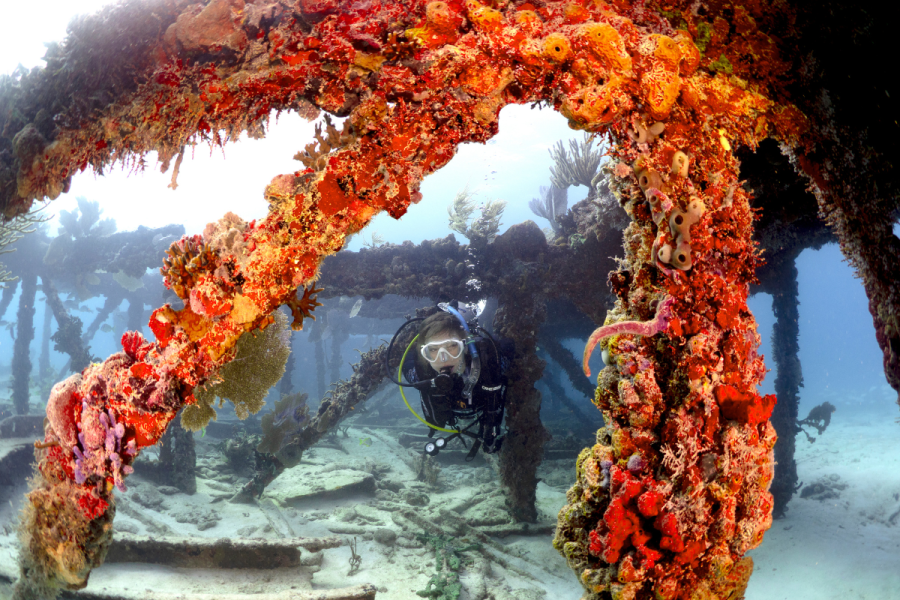 Flagler’s Barge: A Kaleidoscope of Marine Life | Scuba Diving