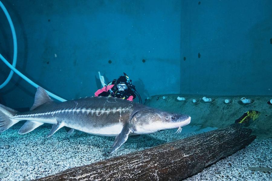 What It’s Like to Be an Aquarium Dive Safety Officer | Scuba Diving