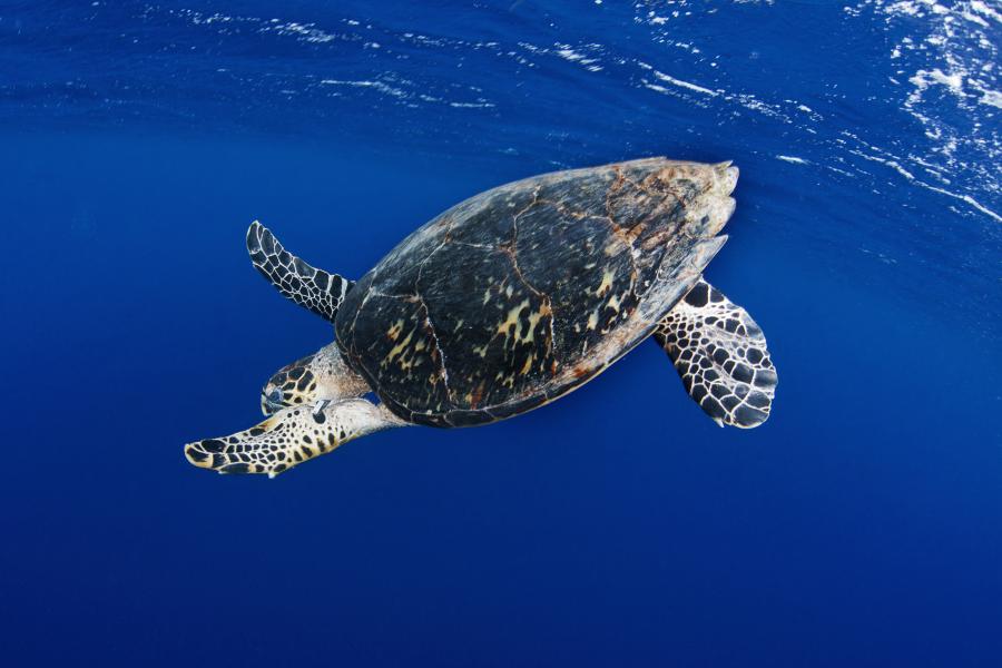 Agony and Ecstasy on a Single Dive: Backscatter Digital Shootout Day 4 ...