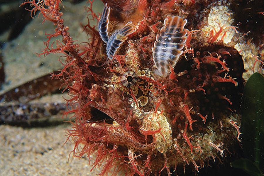 Ugly Underwater Critters: The Bizarre, Weird and Wild | Scuba Diving