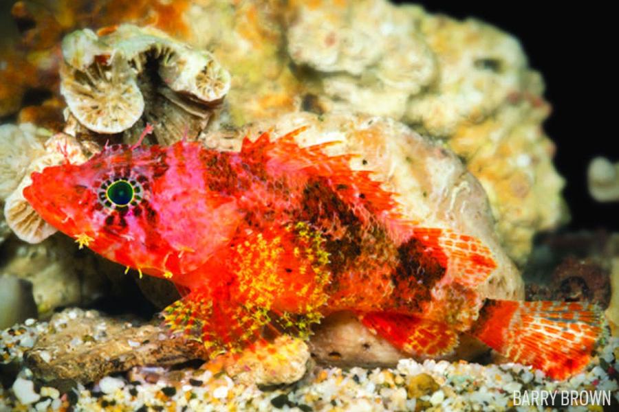 New Species of Scorpionfish Discovered in the Caribbean | Scuba Diving