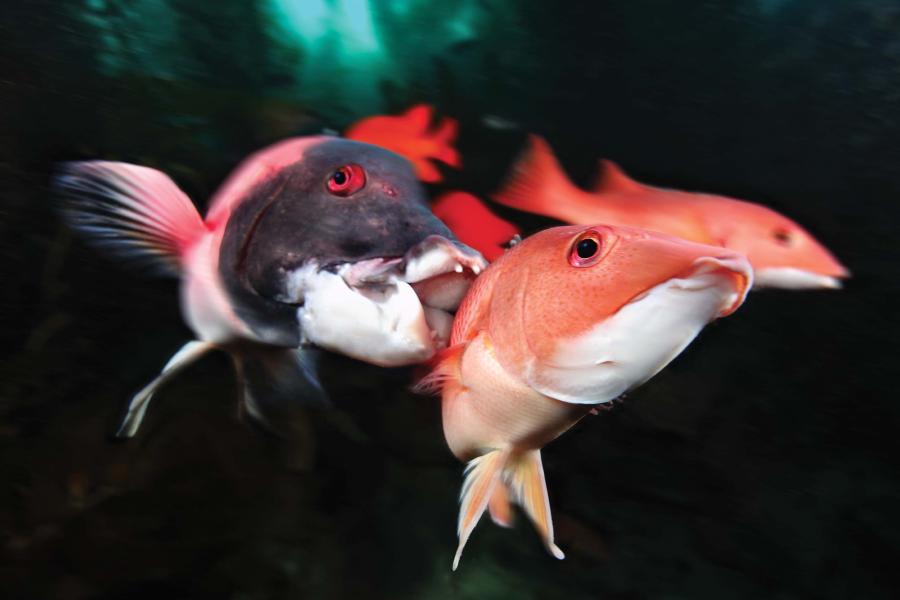 Underwater Photography: California Sheephead in a Kelp Forest, Catalina ...