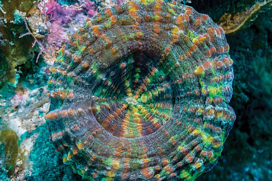 How to Identify Fleshy Disk Coral | Scuba Diving