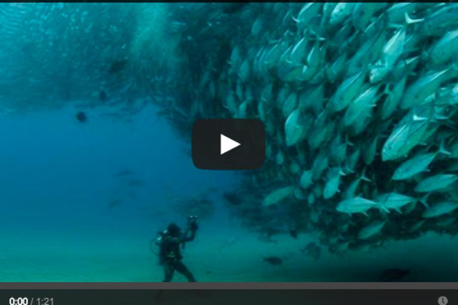 Video: Jack Fish Tornado | Scuba Diving