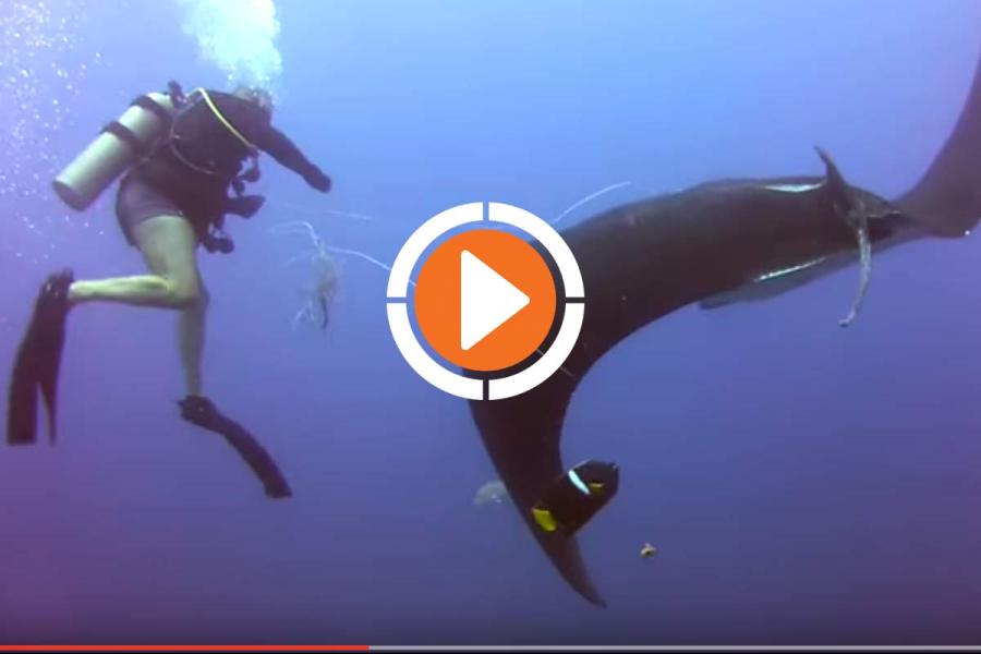 VIDEO: Divers Rescue Entangled Manta Ray | Scuba Diving