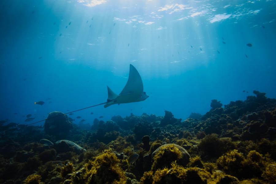 The New Caribbean - Nicaragua - The Corn Islands | Scuba Diving