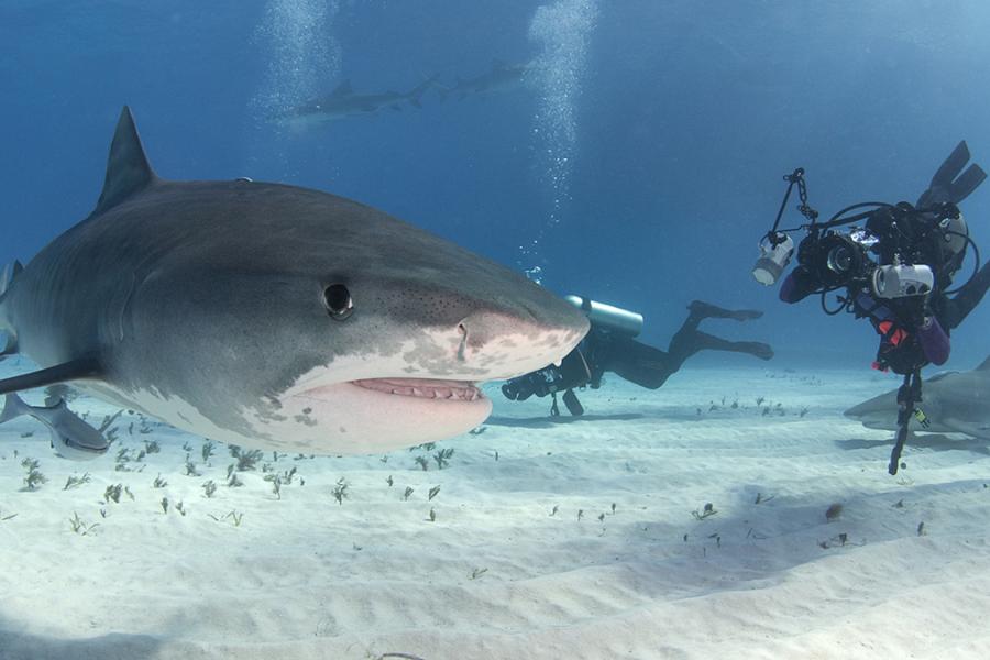 Angel Shark Attack