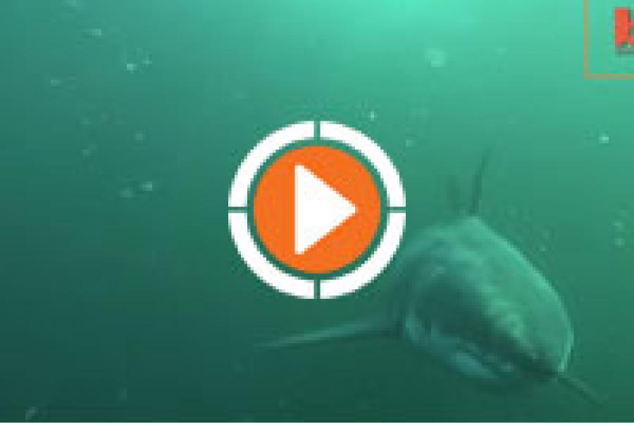 Video: Underwater Cameras Show Sharks Curiosity | Scuba Diving