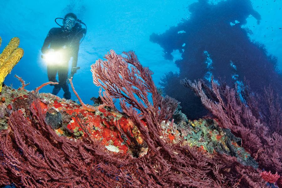 Best in Class: Why the Wrecks of Barbados Shine | Scuba Diving