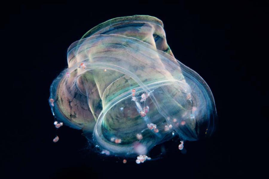 Dive Pelagic Magic in Kona | Scuba Diving