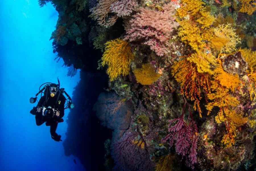 Legend Down Under: Diving Australia's Great Barrier Reef | Scuba Diving
