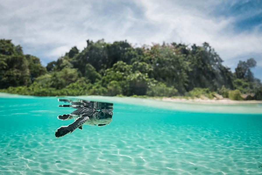 New Life: 19 Baby Underwater Creatures | Scuba Diving