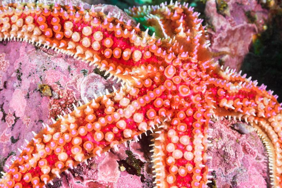 How to Scuba Dive Island Rock in Port Orford, Oregon | Scuba Diving